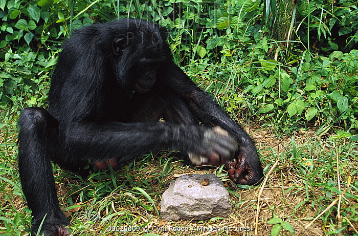 The Bonobo Story – BonoboNuts